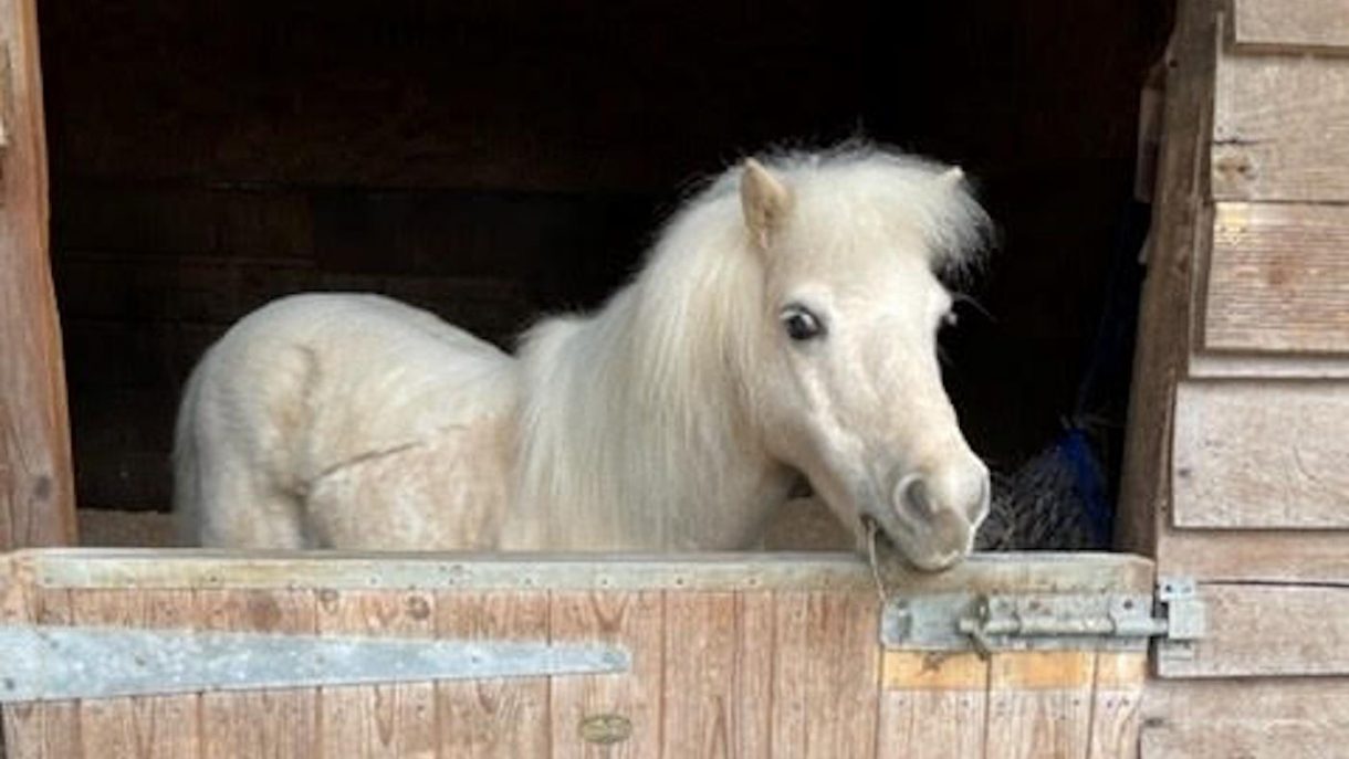 The Shetland pony: all you need to know about this small, hardy breed