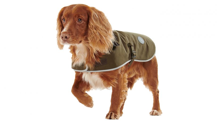 Best waterproof dog coats for warmth, dryness and style