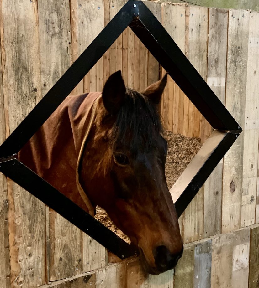 Rider who could not afford her dream stables built them – with ...