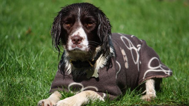 Best waterproof dog coats for warmth, dryness and style