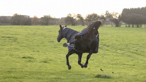 Heaven for horses: Household Cavalry and King’s Troop mounts buck, roll ...