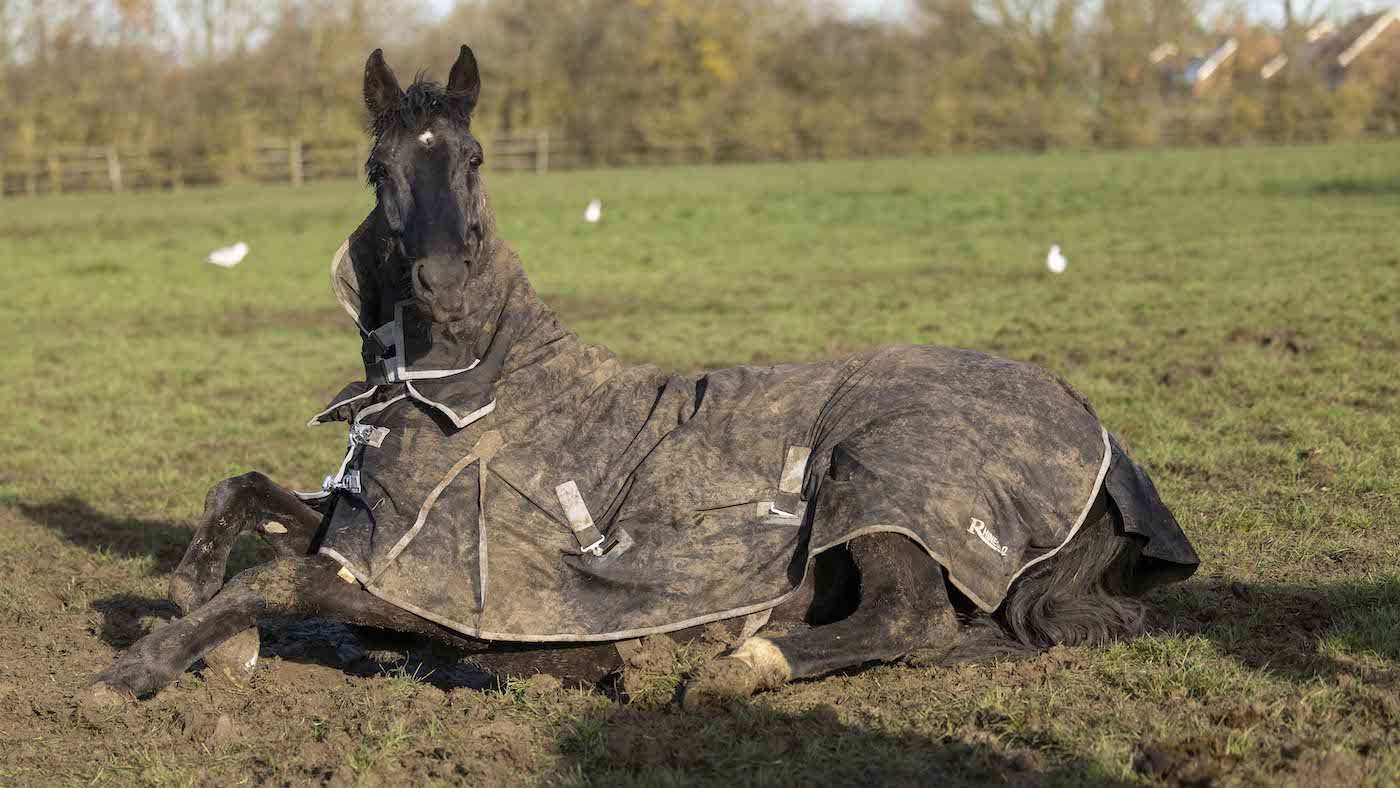 Heaven for horses: Household Cavalry and King’s Troop mounts buck, roll ...