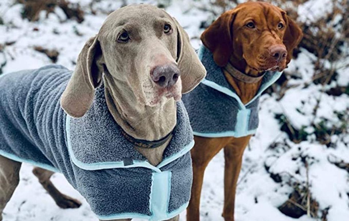 Best drying dog coats for wet pooches to dry off in style