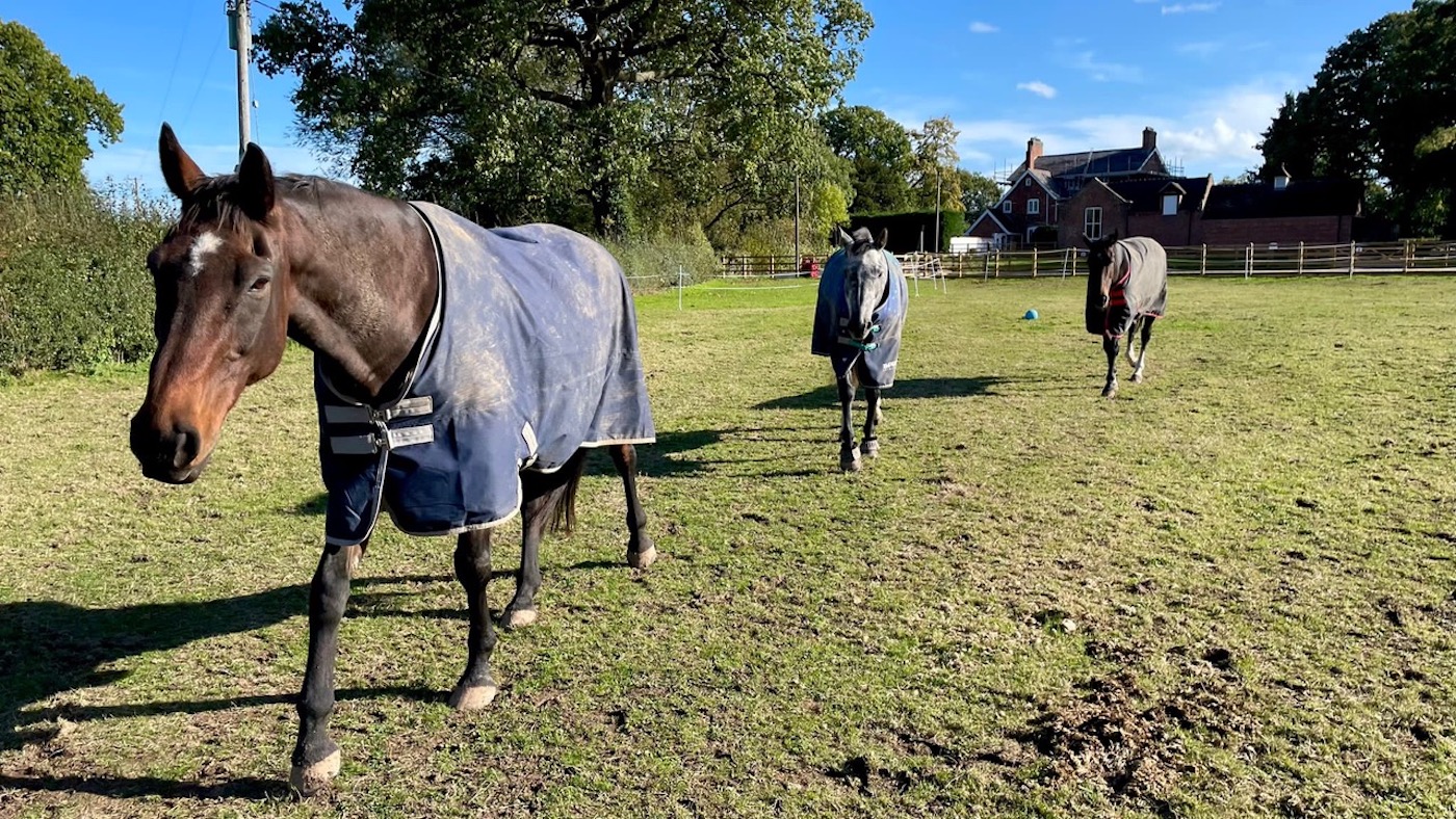 Elderly rescue gelding will ‘only know love and a full belly’ in new ...