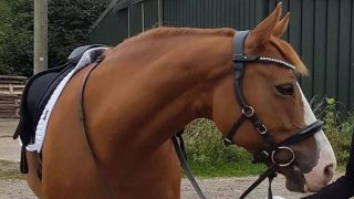 Confusion over FEI tack approval processes – as bridle designed for ...