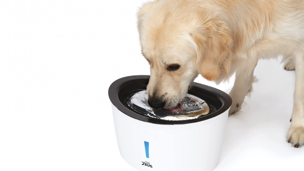 Best pet water fountains: H2O on tap for healthy hydration
