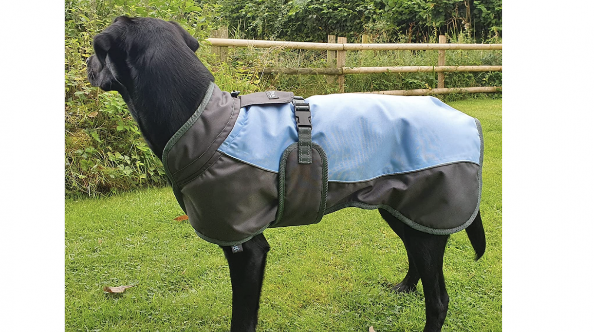 Best waterproof dog coats for warmth, dryness and style