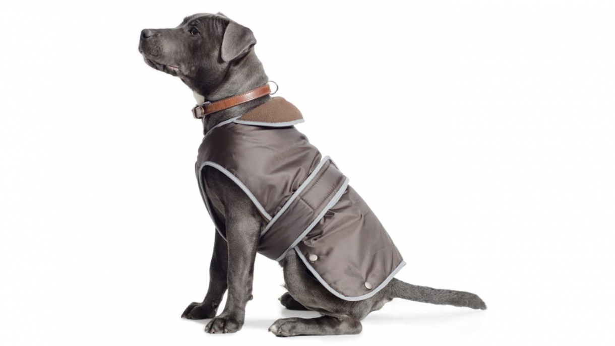 Best waterproof dog coats for warmth, dryness and style