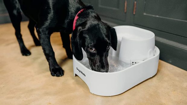 Best pet water fountains: H2O on tap for healthy hydration
