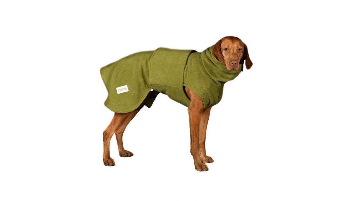 Best drying dog coats for wet pooches to dry off in style
