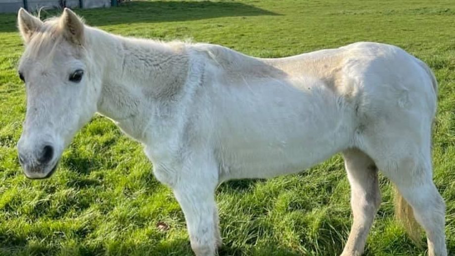 Sad farewell to 33-year-old ‘ultimate pony’ champion who was loved all ...