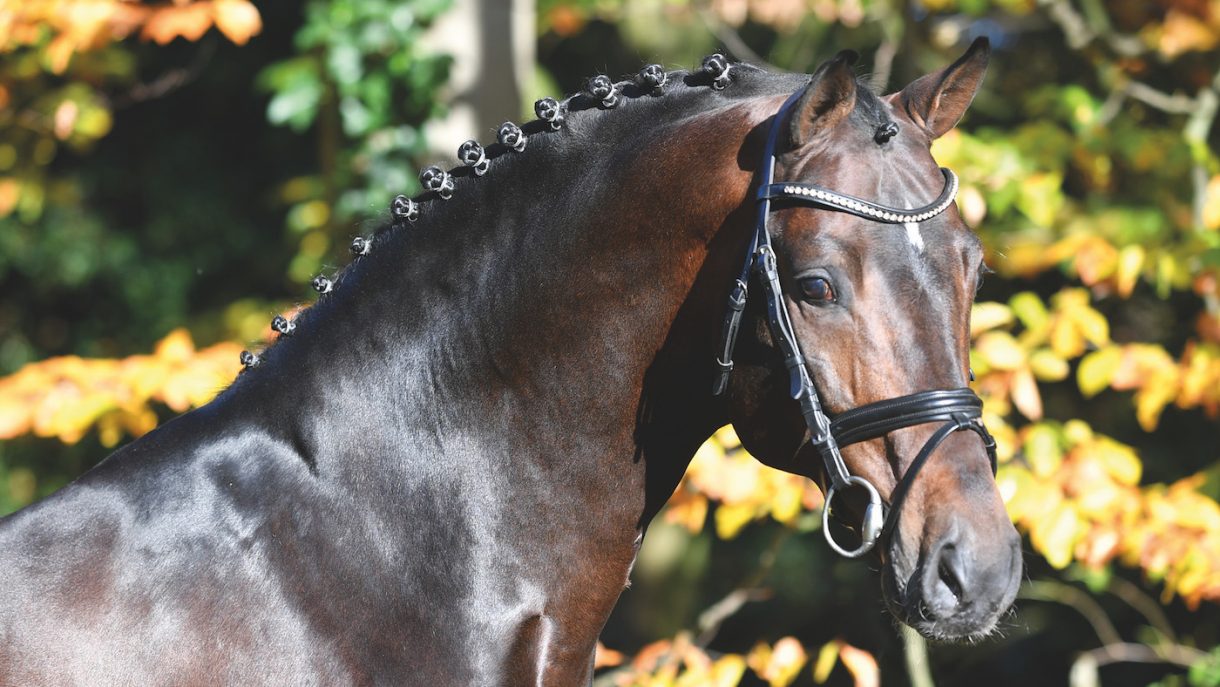 Breeding horses: expert advice for first-timers and experienced breeders