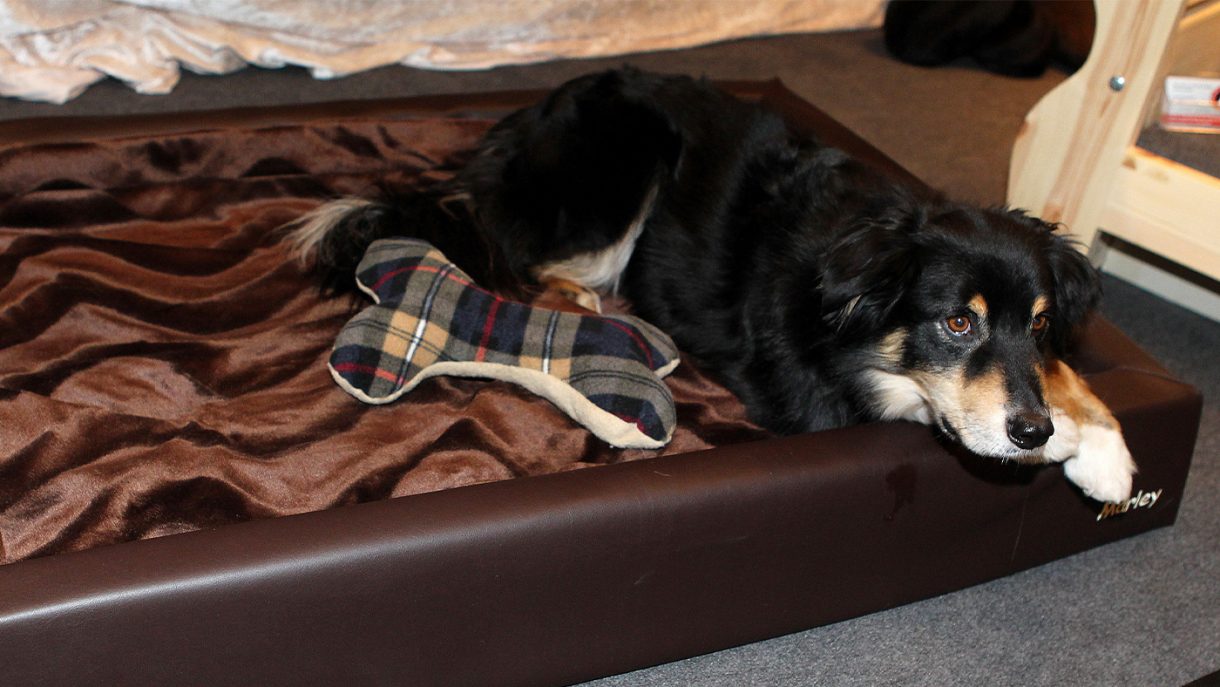 Best dog bed for chewers to prevent them ripping their mattress apart
