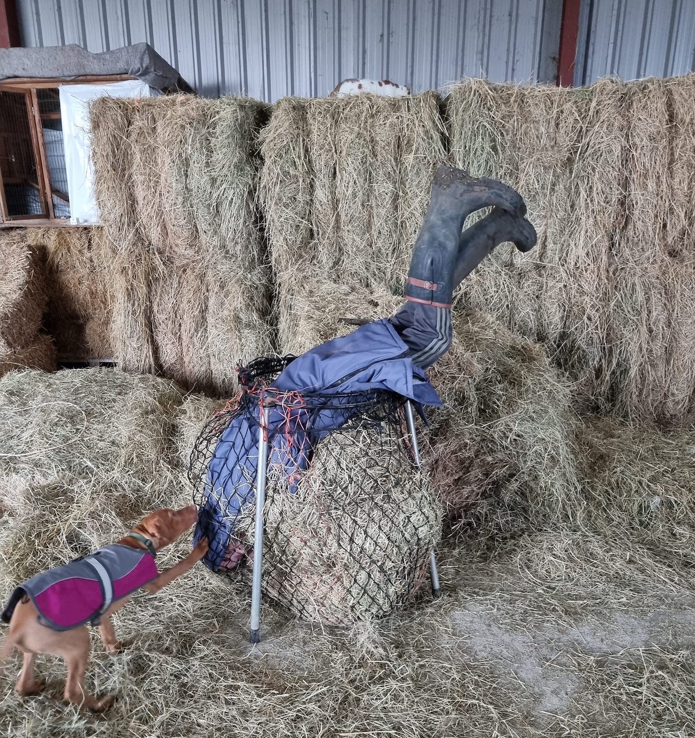‘The dogs pushed me in!’ Mum finds son stuck head-first in haynet ...