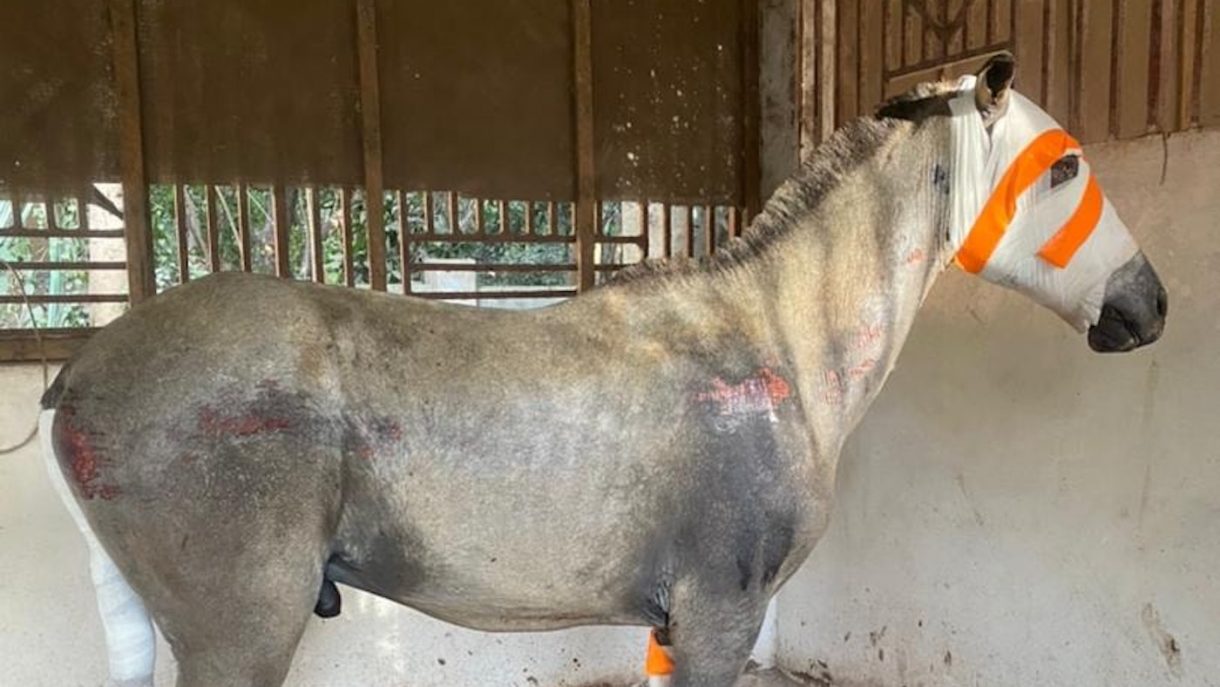 Mare dies leaving orphaned foal, with other horses badly burnt in ...