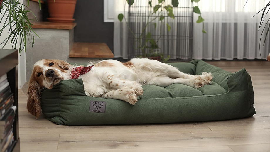 Best orthopaedic dog beds to provide rest and comfort for older dogs