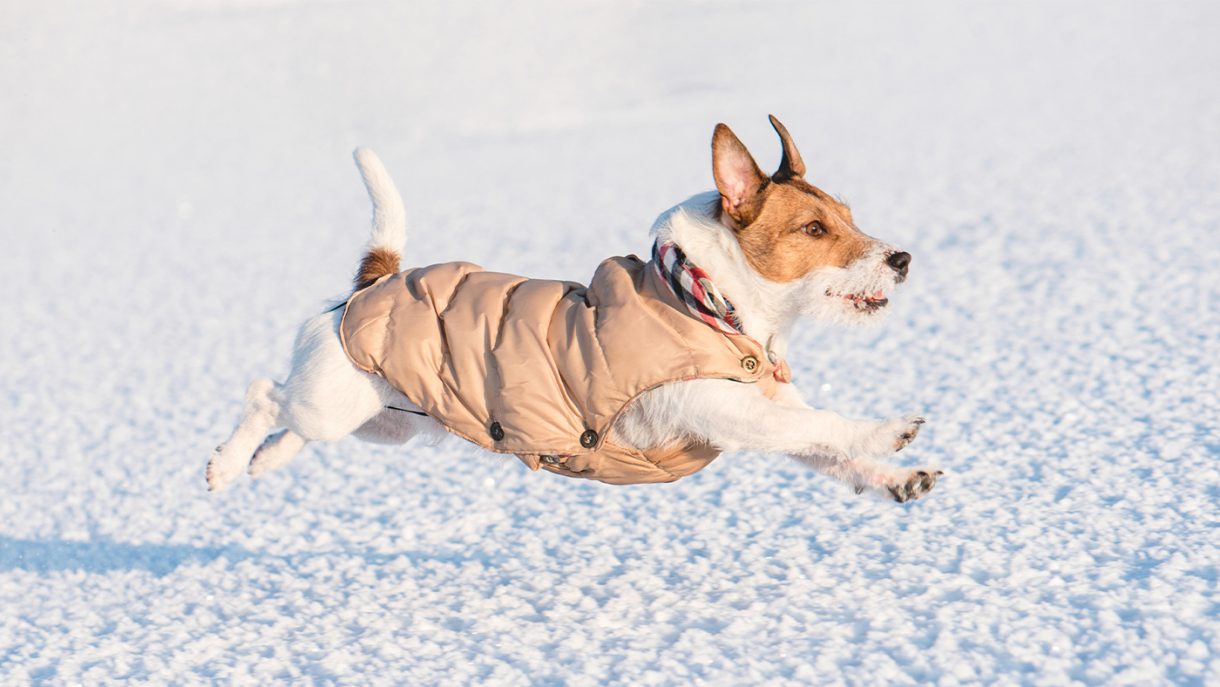 When is it too cold to walk your dog? Expert explains | Horse & Hound