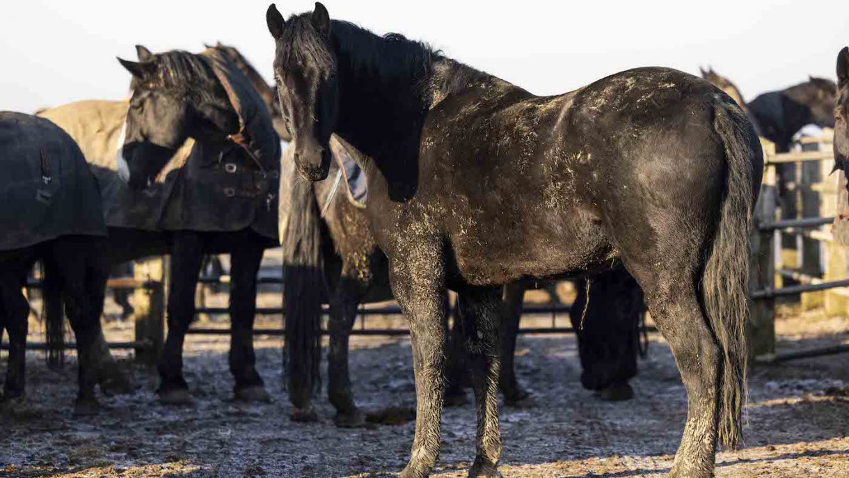 The Band of the Household Cavalry: everything you need to know