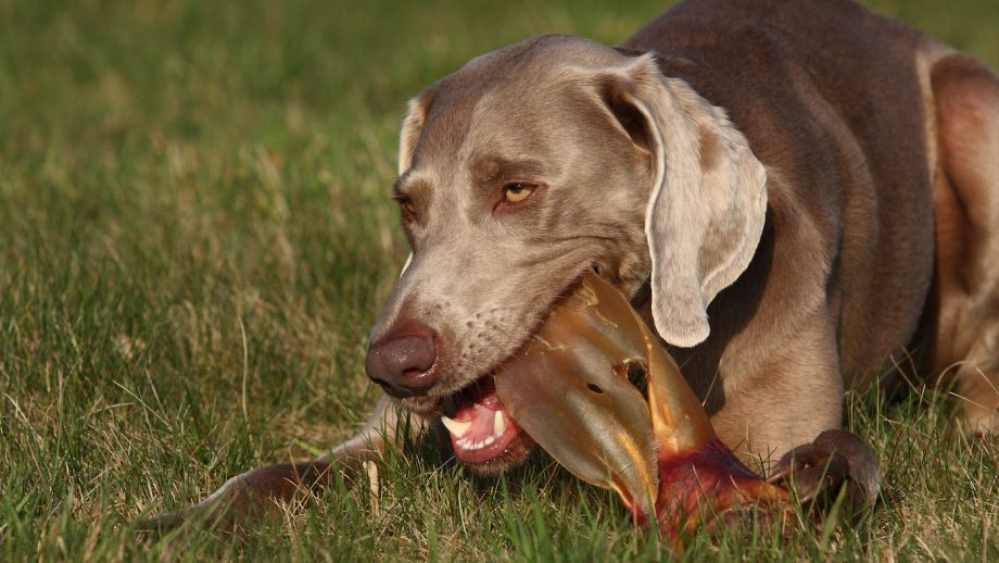 Best natural dog chews for healthy, happy pooches