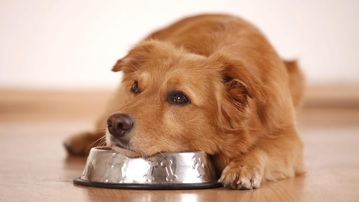 Best dry dog food: kibble for all tastes and requirements