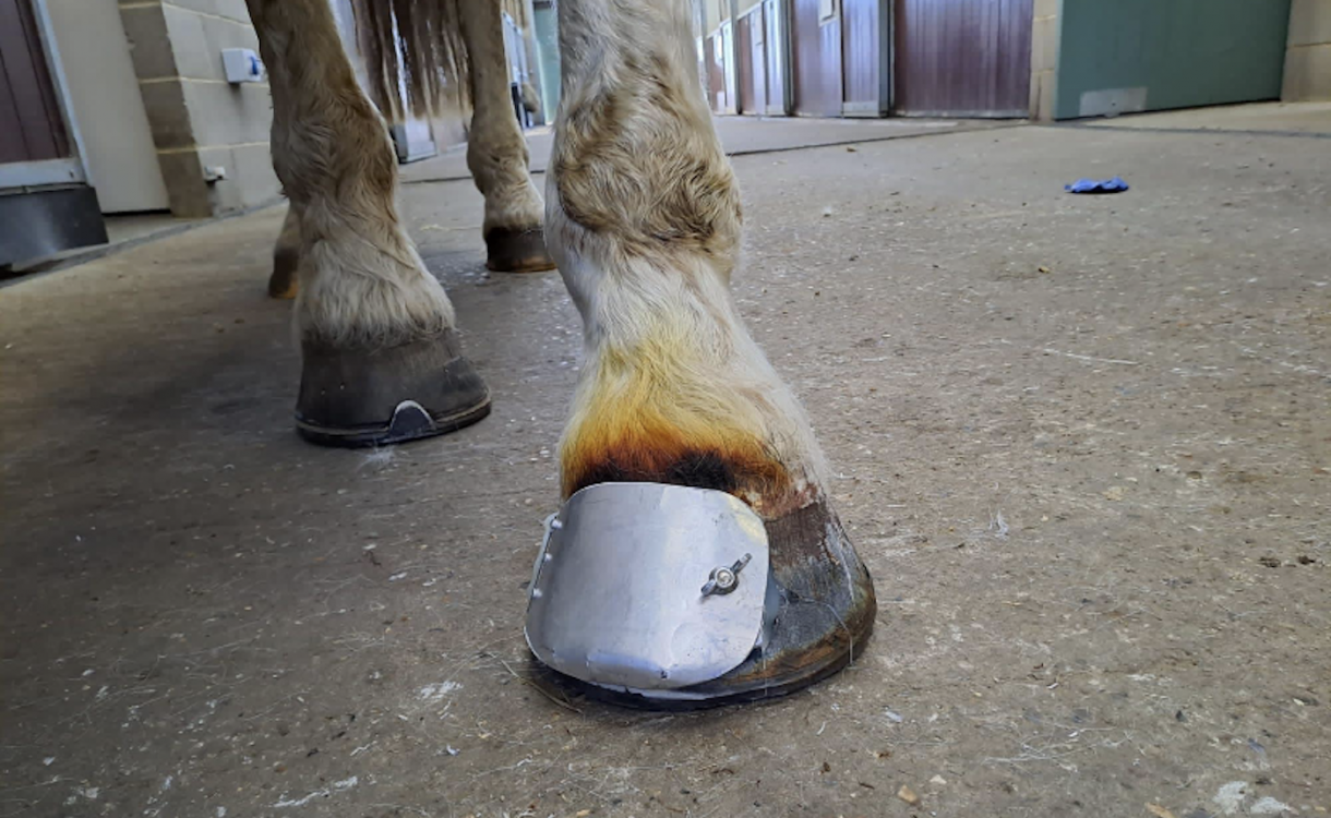 Farrier designs hinged hoof plate ‘door’ to aid horse’s recovery from ...