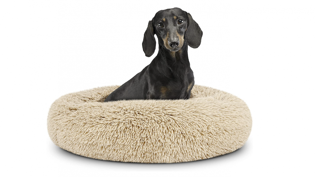 Best calming dog beds to soothe anxiety and provide a safe space