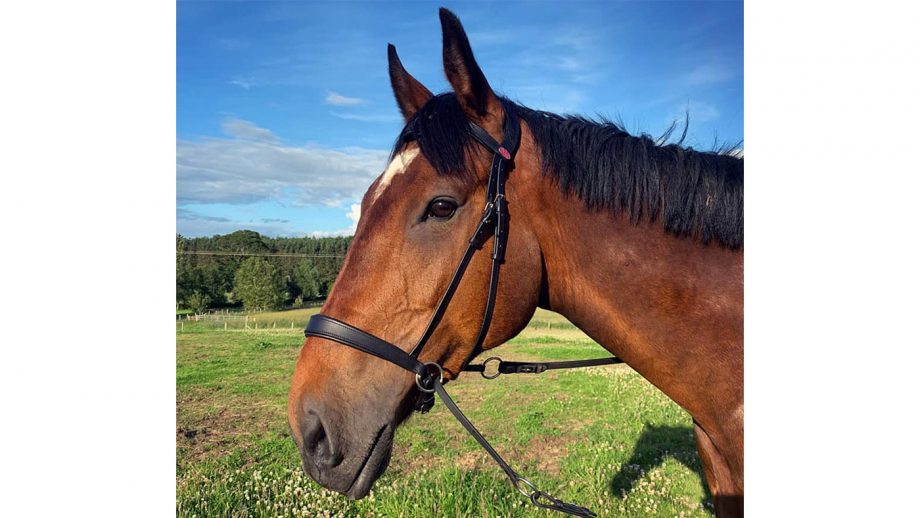 Best bitless bridles for starting your bitless journey | Horse & Hound