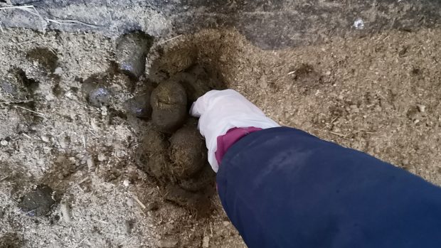 Horse Worm Egg Count Kit from Westgate Labs review | Horse & Hound