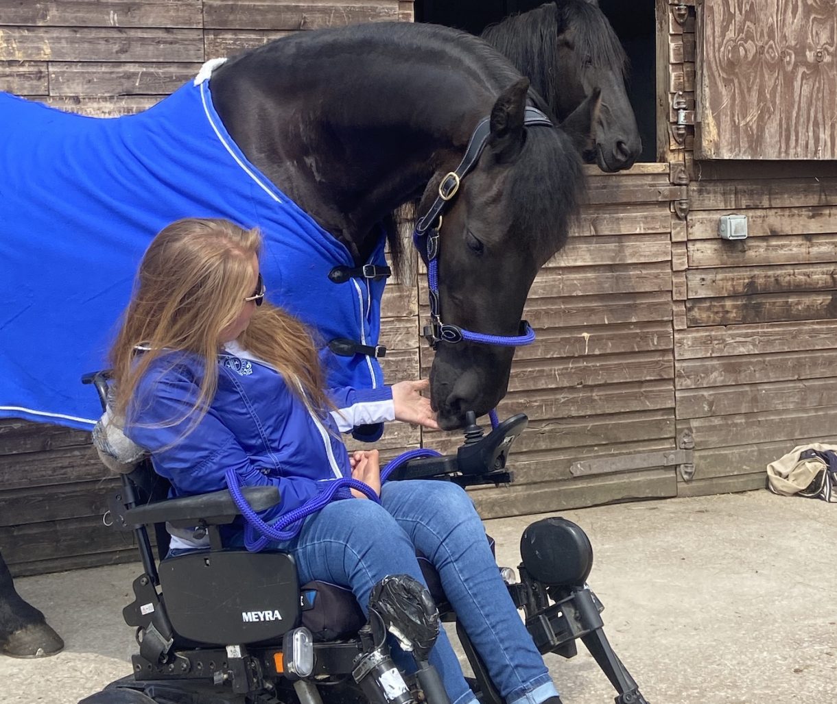 Friesian horse: the history and hallmarks of this stunning Dutch breed