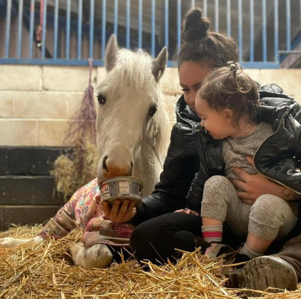Yard where four ponies died in ‘devastating’ strangles outbreak speaks ...