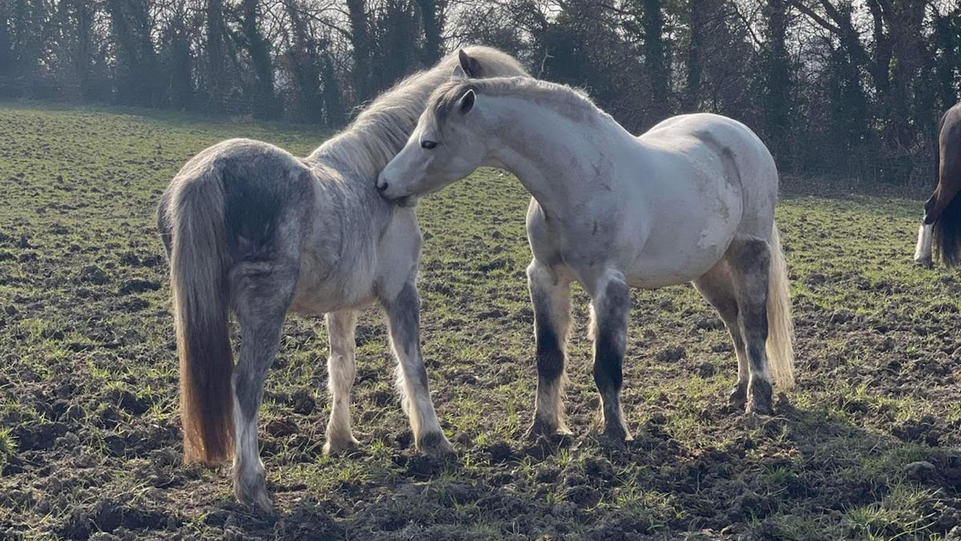Yard where four ponies died in ‘devastating’ strangles outbreak speaks ...