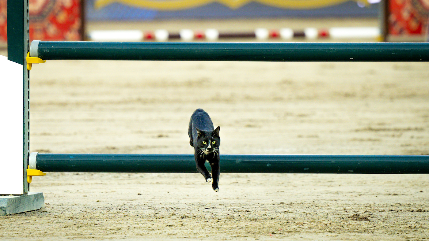Cat takes on Global Champions Tour showjumping track in Doha