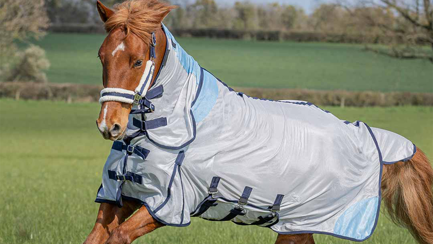 Cheap fly rugs: protect your horse for less than £50 | Horse & Hound