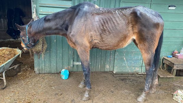 ‘He never stopped trying’: horse bought skinny and weak for £1 is happy ...