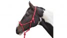 Best rope halters for better control and more precise aids | Horse & Hound