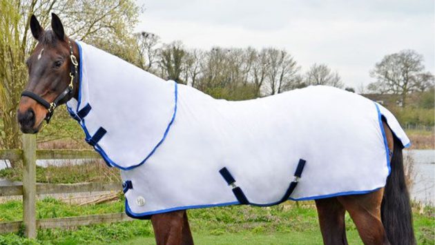 Cheap fly rugs: protect your horse for less than £50 | Horse & Hound