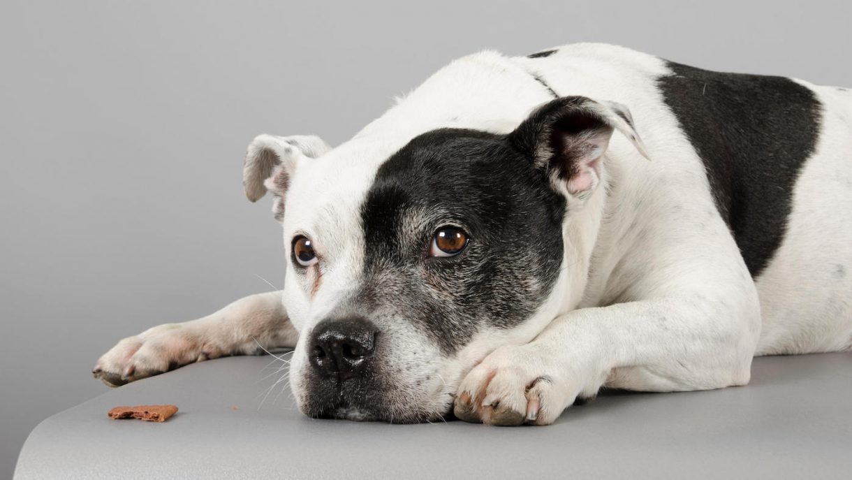 Best calming tablets for dogs to soothe and relax anxious pooches