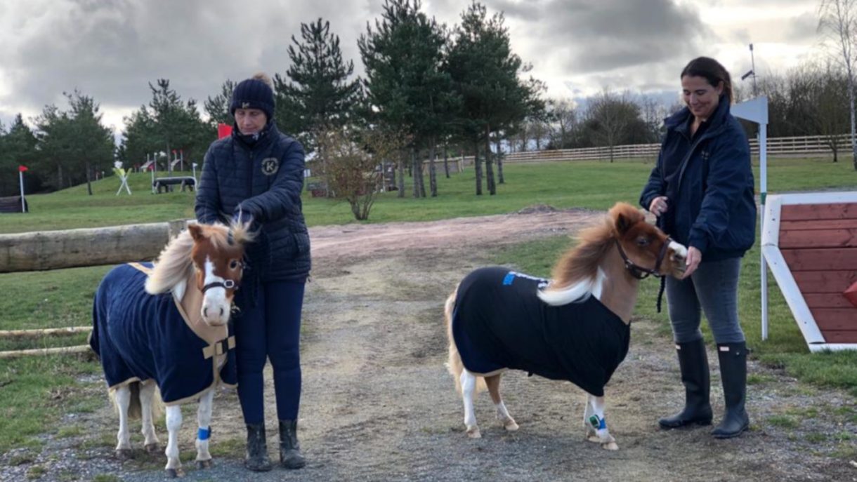 Therapy ponies strap on pedometers for the ‘dads, brothers, and ...