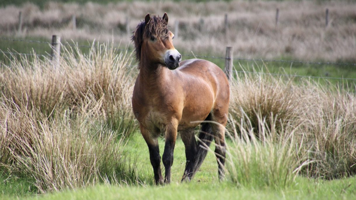 Alan Partridge's semen could help save rare pony breed - Horse & Hound