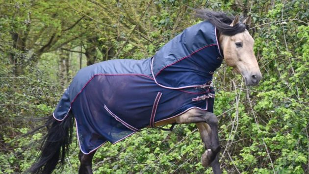 Best waterproof fly rugs for horses | Horse & Hound