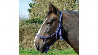 Best rope halters for better control and more precise aids | Horse & Hound