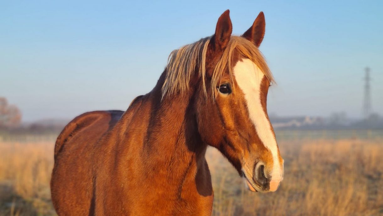 ‘Always happy and singing’: vocal police horse retired after 10 years ...