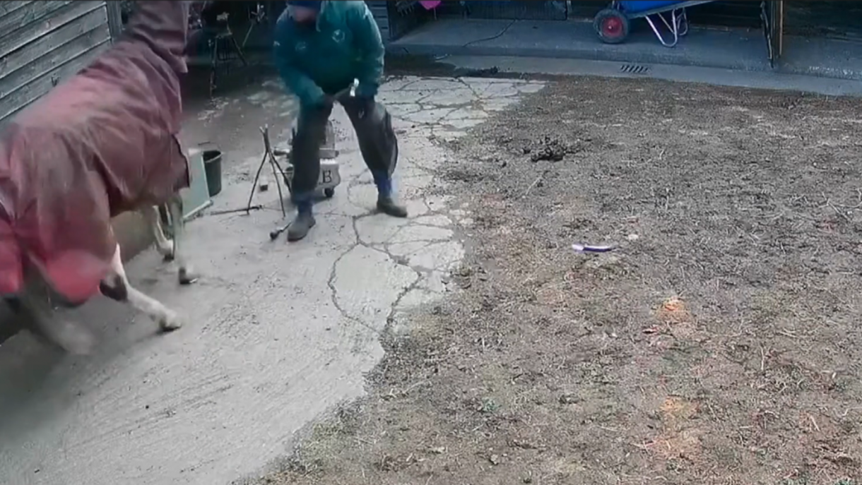 Farrier sentenced over hammer attack on horse - Horse & Hound