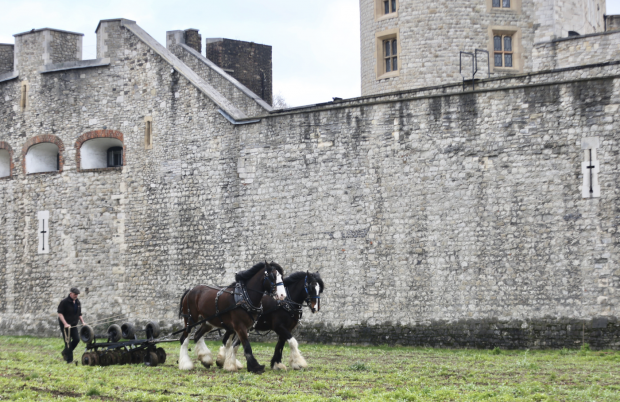 Rescued Shire horse and partner create wildflower meadow at Tower of ...