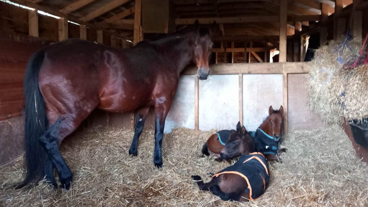 Buy one, get two free: mare gives birth to unexpected twins - Horse & Hound