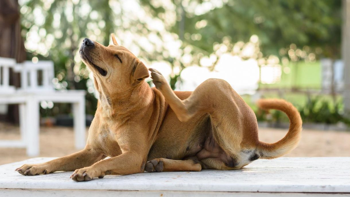 Best itch relief for dogs to soothe and nourish irritated skin