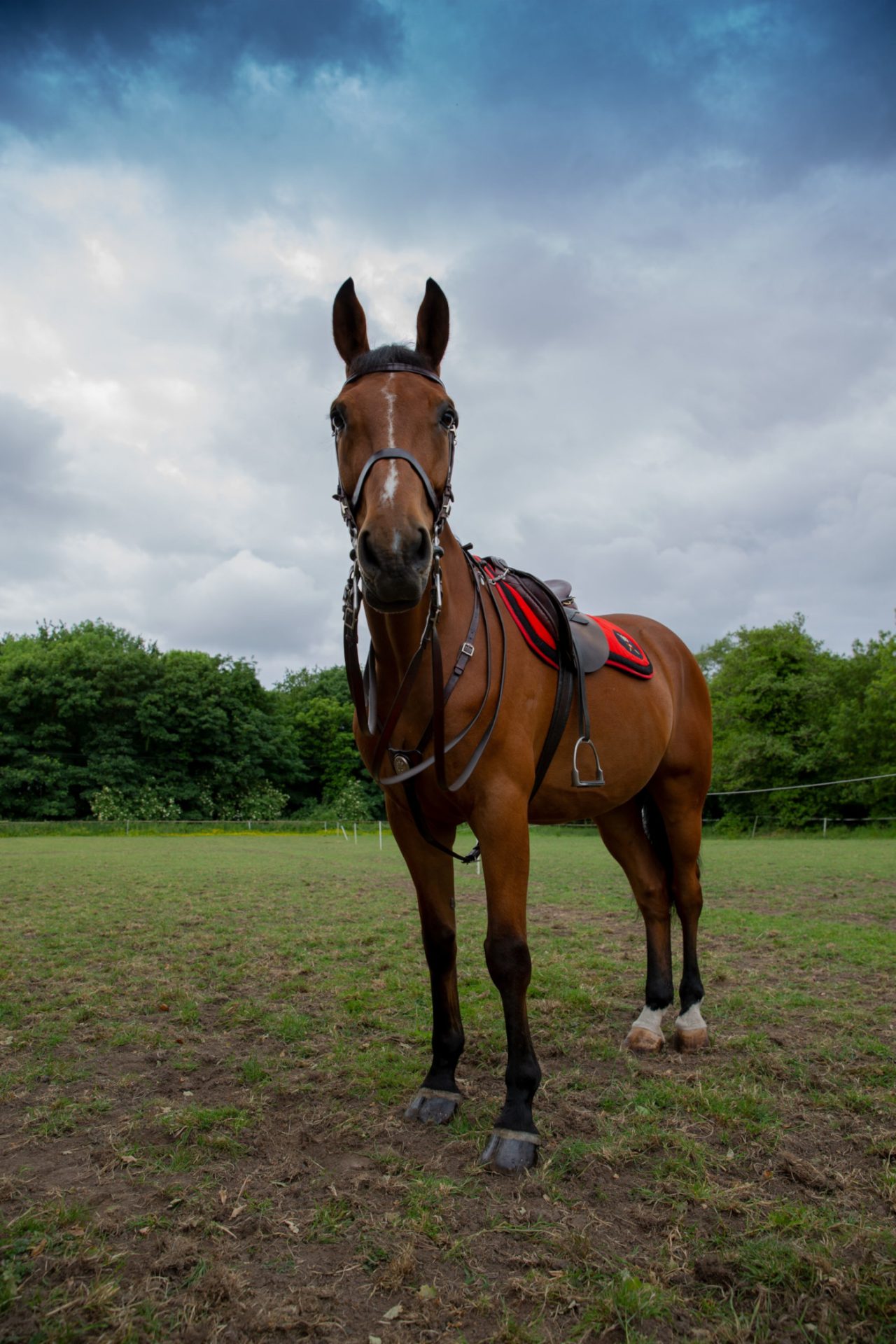 ‘Always happy and singing’: vocal police horse retired after 10 years ...