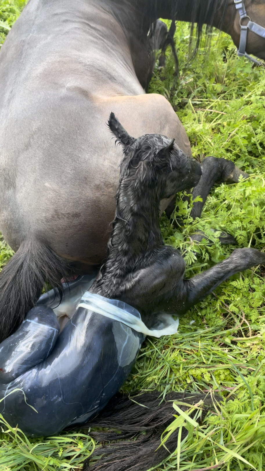 ‘It aged me 10 years!’ First for experienced breeder as mare gives ...
