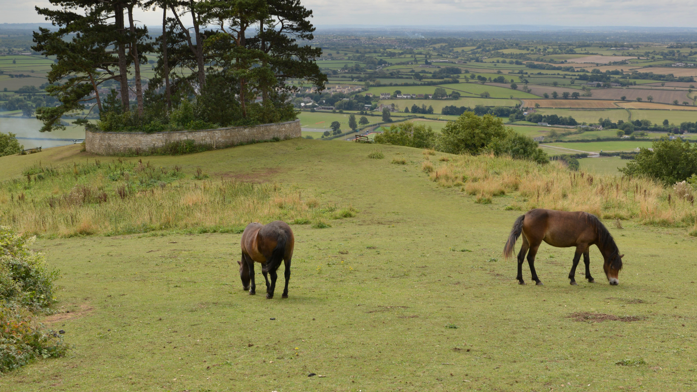 ‘Valuable intelligence is being missed’: new plans to tackle animal ...