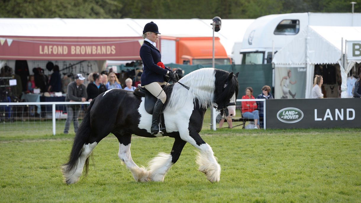 Heavyweight show cob Colebrooke dies aged 23 - Horse & Hound